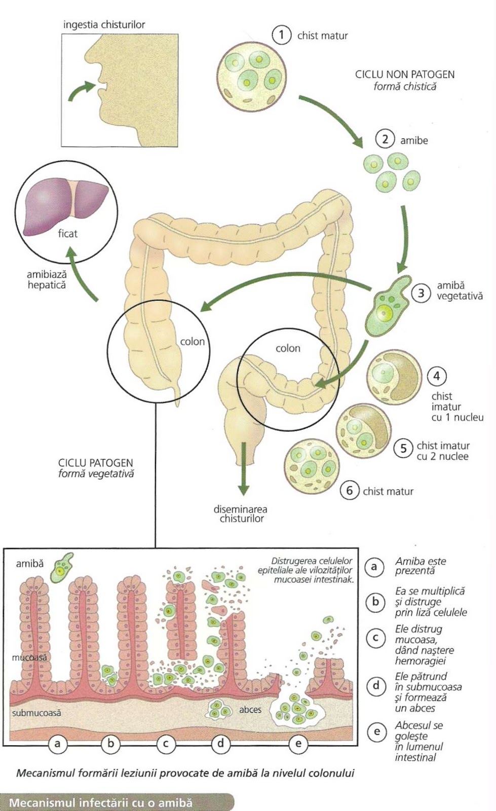 AMIBIAZA - Infectii in corpul uman - Corpul Uman - Informatii medicale ...
