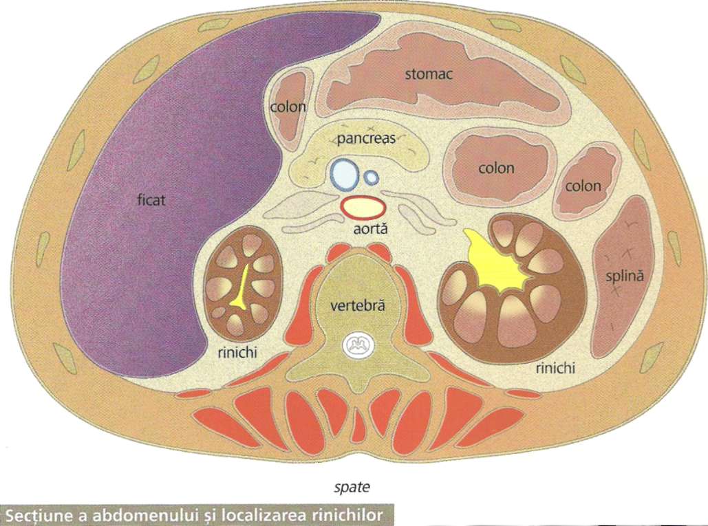 RINICHIUL - Corpul Uman Organe Interne - Corpul Uman - Informatii ...