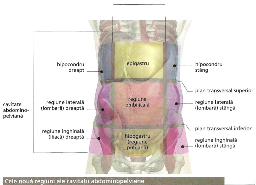 CAVITĂŢILE CORPULUI - Anatomia corpului Uman - Corpul Uman - Informatii ...