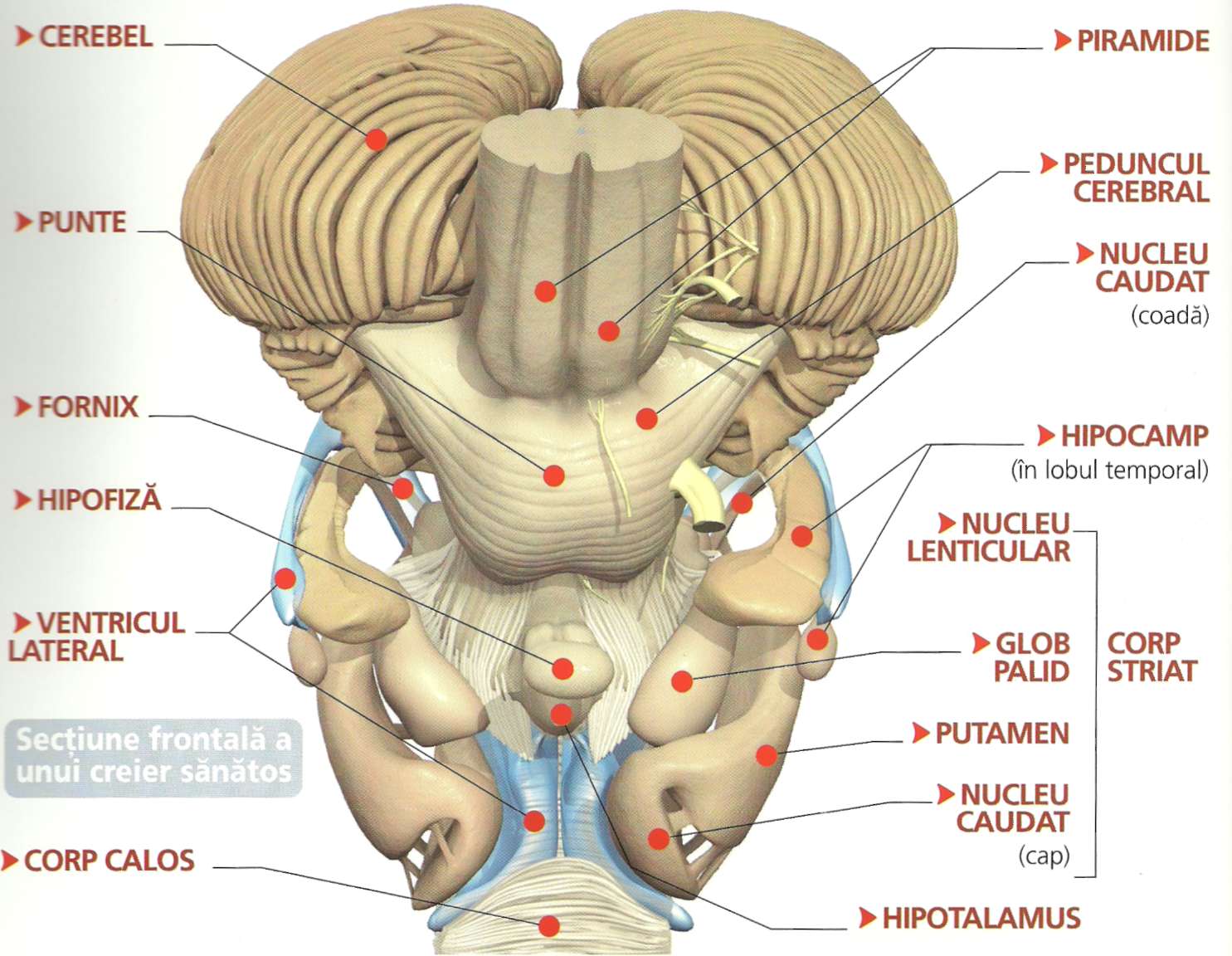 Imagini Creier - Anatomia creierului uman - Corpul Uman - Informatii ...