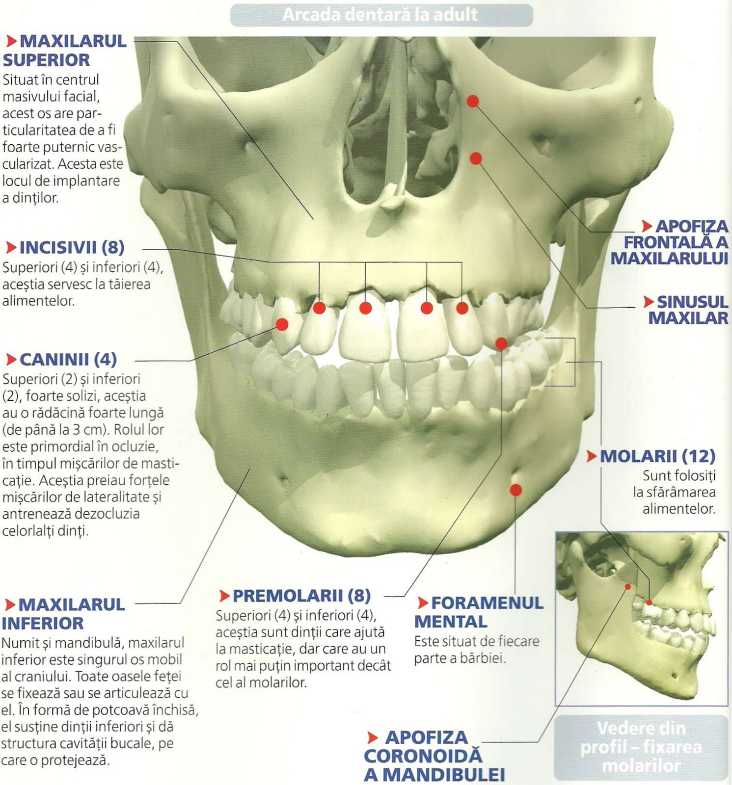 Imagini Dinti - Anatomia dintilor - Corpul Uman - Informatii medicale ...