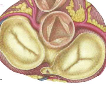 Valvele cardiace - Organe Interne Anatomie - Corpul Uman - Informatii ...