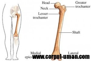 Femurul - Corpul Uman - Informatii medicale, diete de slabit, boli si ...